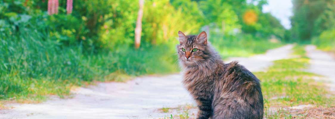 Luxated Lens Removal | Animal Eye Clinic